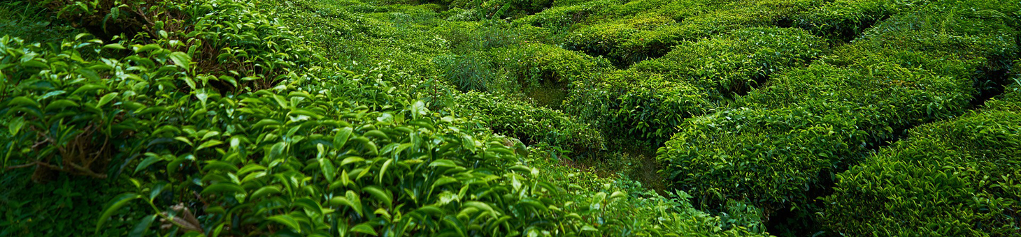 Nimbion Organics - Product Details - Mosqill